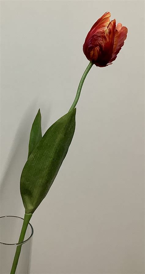 Papegaai Tulp In Rood Oranje Flowerroom55