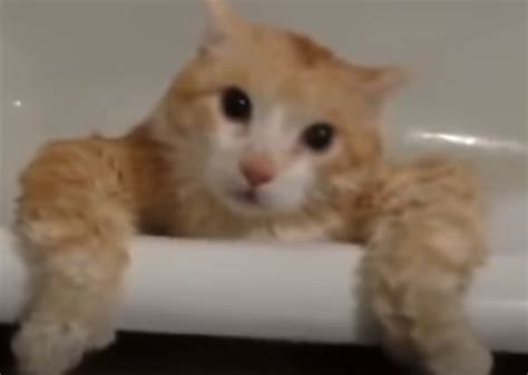 Создать мем рыжий кот в ванной кот в ванной горячая вода кот