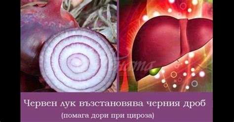 Биологичен лек с червен лук за пълно възстановяване на черния дроб помага и при цироза За