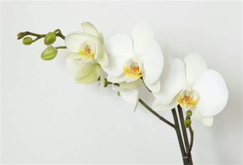 Orchid Color Meanings And Symbolism Guide Djflowers