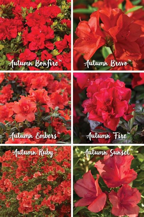 410 Best Landscaping With Encore Azaleas Ideas Azaleas Garden Design