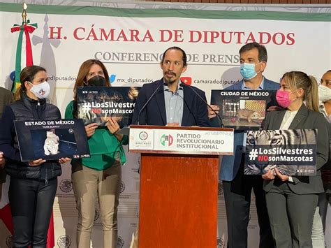 Contra La Venta De Tigres Leones Y Jaguares La Ley Que Busca Prohibir