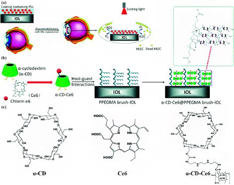 A Schematic Illustration Of An IOL With PS Containing Coating And The Download Scientific
