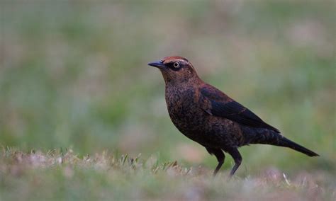 Rusty Blackbird