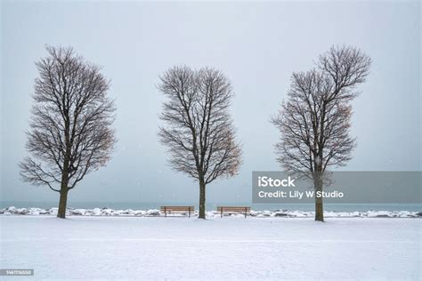 스노우데이의 미시간 호수에 있는 세 그루의 나무와 두 개의 의자 0명에 대한 스톡 사진 및 기타 이미지 0명 3가지 개체