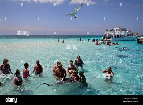 People Interact With The Stingrays At Stingray City Cayman Islands