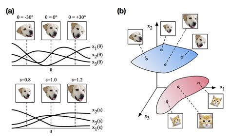Perceptual Manifolds In Neural State Space A Firing Rates Of Neurons Download Scientific