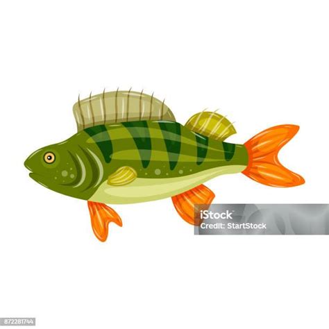 淡水平面圖示五顏六色鱸魚魚孤立在白色背景海洋鮮食標誌向量圖形及更多天氣圖片 天氣 平面設計 插圖 Istock