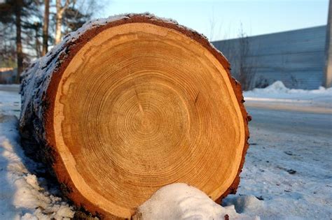 Как отличить пиломатериал лиственницы от сосны