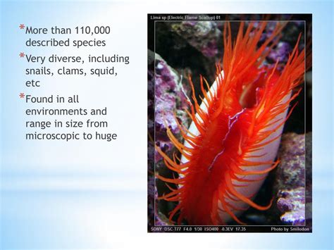 Ppt Phylum Mollusca Powerpoint Presentation Free Download Id1920030