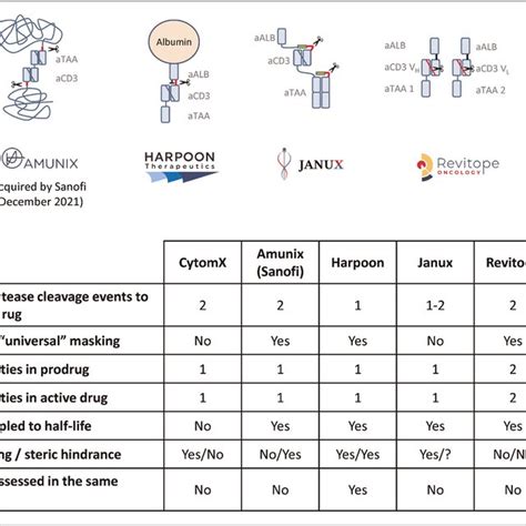 Conditionally Active T Cell Engager Various Approaches To Download Scientific Diagram