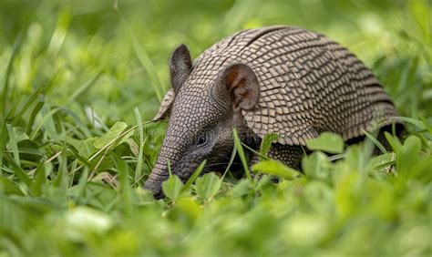 An Armadillo Seen In The Grass With Its Segmented Textured Shell