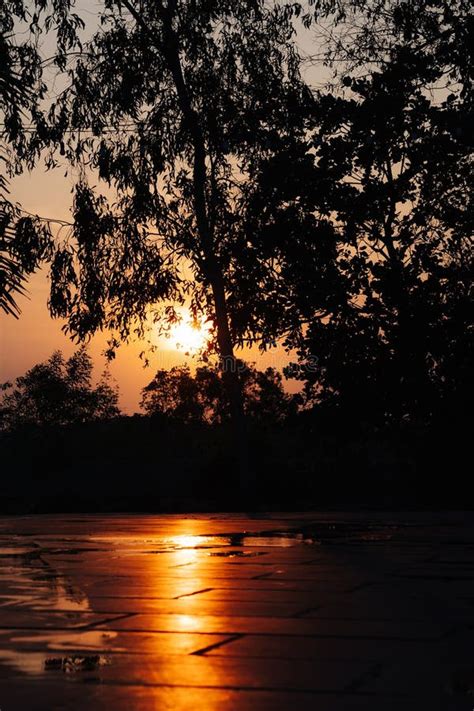 The Sun Is Setting Behind The Trees Stock Image Image Of Ashtamudi Horizon