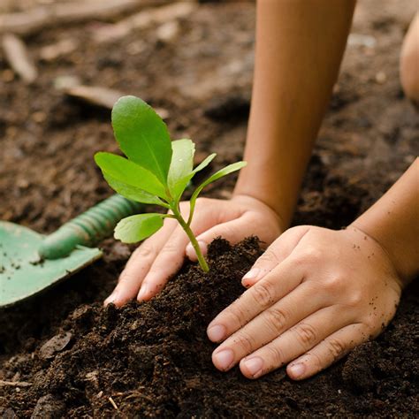 Donate To Plant A Tree Appeal World Land Trust