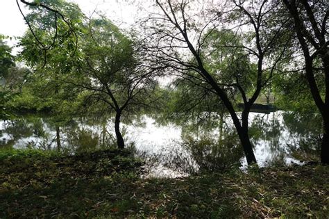 Árvores um lago atrás Foto Grátis