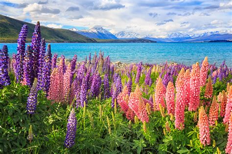 Lake Tekapo Astro Cafe Weber S Life