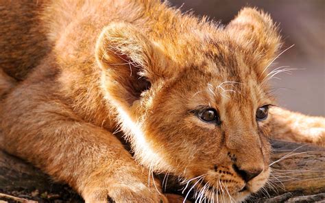 Cute Lion Wallpapers Top Free Cute Lion Backgrounds Wallpaperaccess