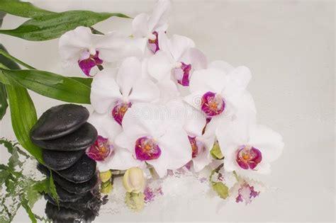 Fundo Dos Termas As Orqu Deas Enegrecem Pedras E Bambu Na Gua Foto De Stock Imagem De