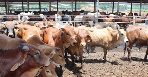 Drama Impor Sapi Bakalan Catur Wulan Iii Majalah Infovet I Majalah