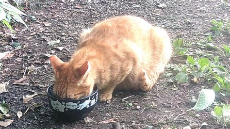 よく懐く猫 我輩見聞録