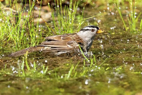 White Crowned Sparrow 3 Photograph By Timothy Anable Pixels