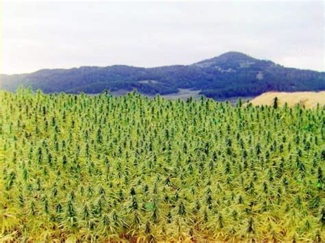 En España hay 20 000 hectáreas para el cultivo legal de marihuana