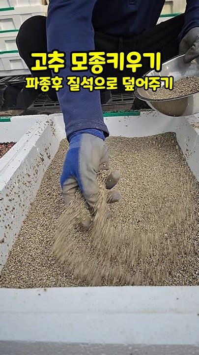 고추모종키우기 괴산청결고추 육묘시작 육묘판에 질석 덮어주기 충북 괴산 풀뿌리농장 농부 유튜브 유튜버 자연특별시괴산 자연울림