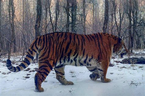 Amur Tigers