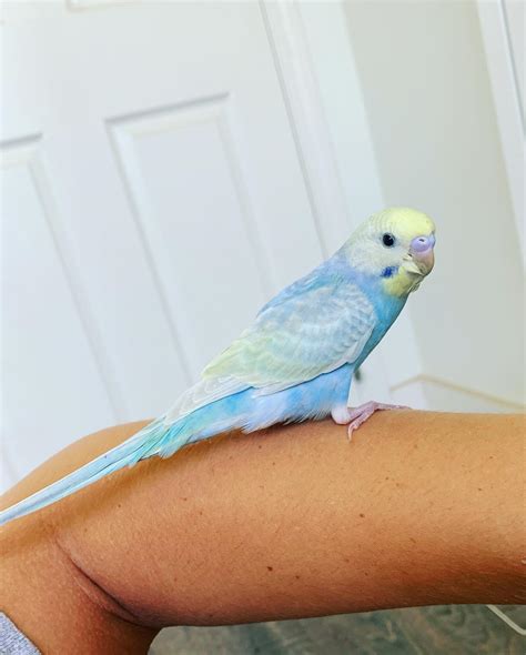 Is My Parakeet A Boy Or A Girl Rparakeets