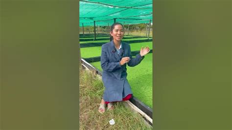 ដាំអាសូឡាដើម្បីសត្វចិញ្ចឹម មាន់ ទា គោ ជ្រូក ត្រី កង្កែប ពូជអាសូឡា Farming Youtube