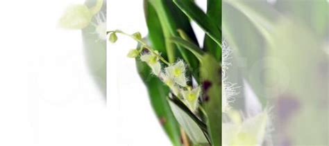 Мини орхидея Stelis Hirtella купить в Москве Товары для дома и дачи Авито