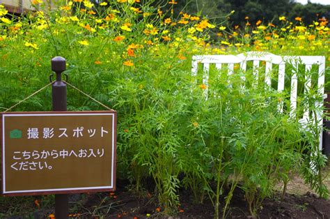 【一宮市】コスモスが見頃を迎えた138タワーパークでお祭りを満喫♪人気のハロウィンフォトスポット「お化けレストラン」も多くのお客様で賑わってい