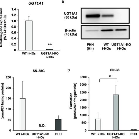 Analysis Of Ugt1a1 Activity In Ugt1a1 Ko I Hos A The Gene Expression