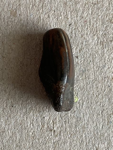 A Couple Of Unusual Fossils From The Gulf Coast Fossil Id The