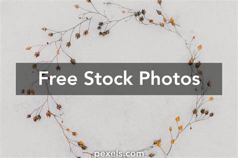 Symmetry Plants Photos Download The Best Free Symmetry Plants Stock