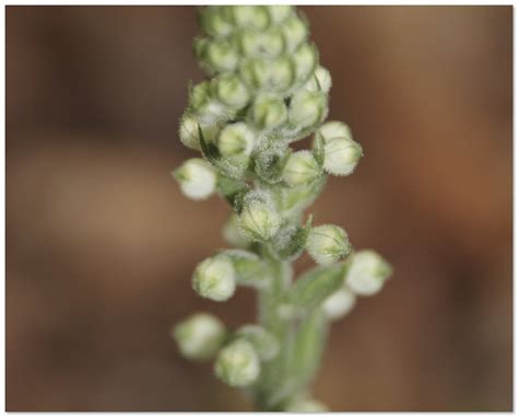 Piney Tribe Piney Tribe Added A New Photo — In New