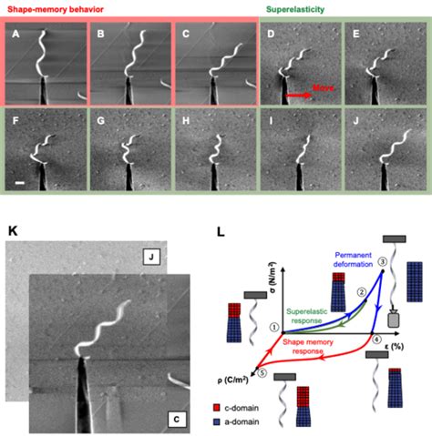 Fig S3 Maintaining Superelasticity After Showing Shape Memory Download Scientific Diagram