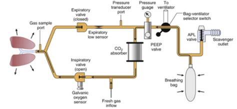 Circle System Flashcards Quizlet