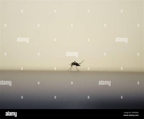 May 4 2024 Brazil The Aedes Aegypti Mosquito Is Seen Biting A Person