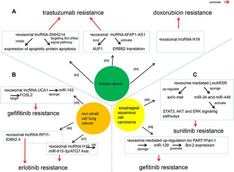 The Biological Roles Of Exosomal Long Non Coding Rnas In Cancers Ott
