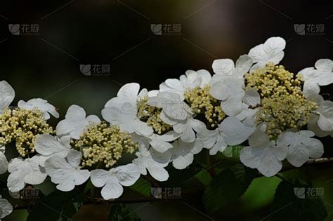 白色的花和花蕾