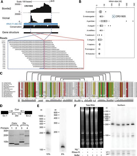 Metazoan TRNA Introns Generate Stable Circular RNAs In Vivo