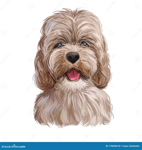 Cockapoo Cartoons Illustrations And Vector Stock Images 426 Pictures