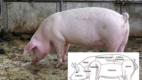 Carne De Cerdo Razas Despiece Y Usos