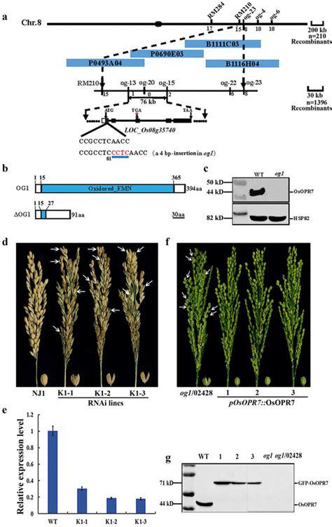 Map Based Cloning Of Og1 A The Og1 Locus Was Mapped To Chromosome 8 Download Scientific