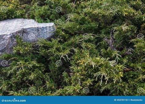 Juniper Scale Carulaspis Juniperi On Juniper Juniperus Spp Stock