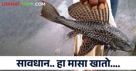 सावधान कासारी नदीमध्ये सापडला हा विदेशी जातीचा मासा Beware This