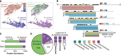 Nitrogen Fixing Organelle In A Marine Alga Science
