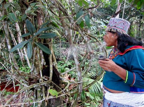Amazonian Shamanism Ayahuasca Plant Medicines El Mundo Magico