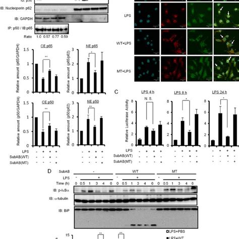 Subab Inhibits Lps Induced Inos Expression By Raw 2647 Cells A Raw
